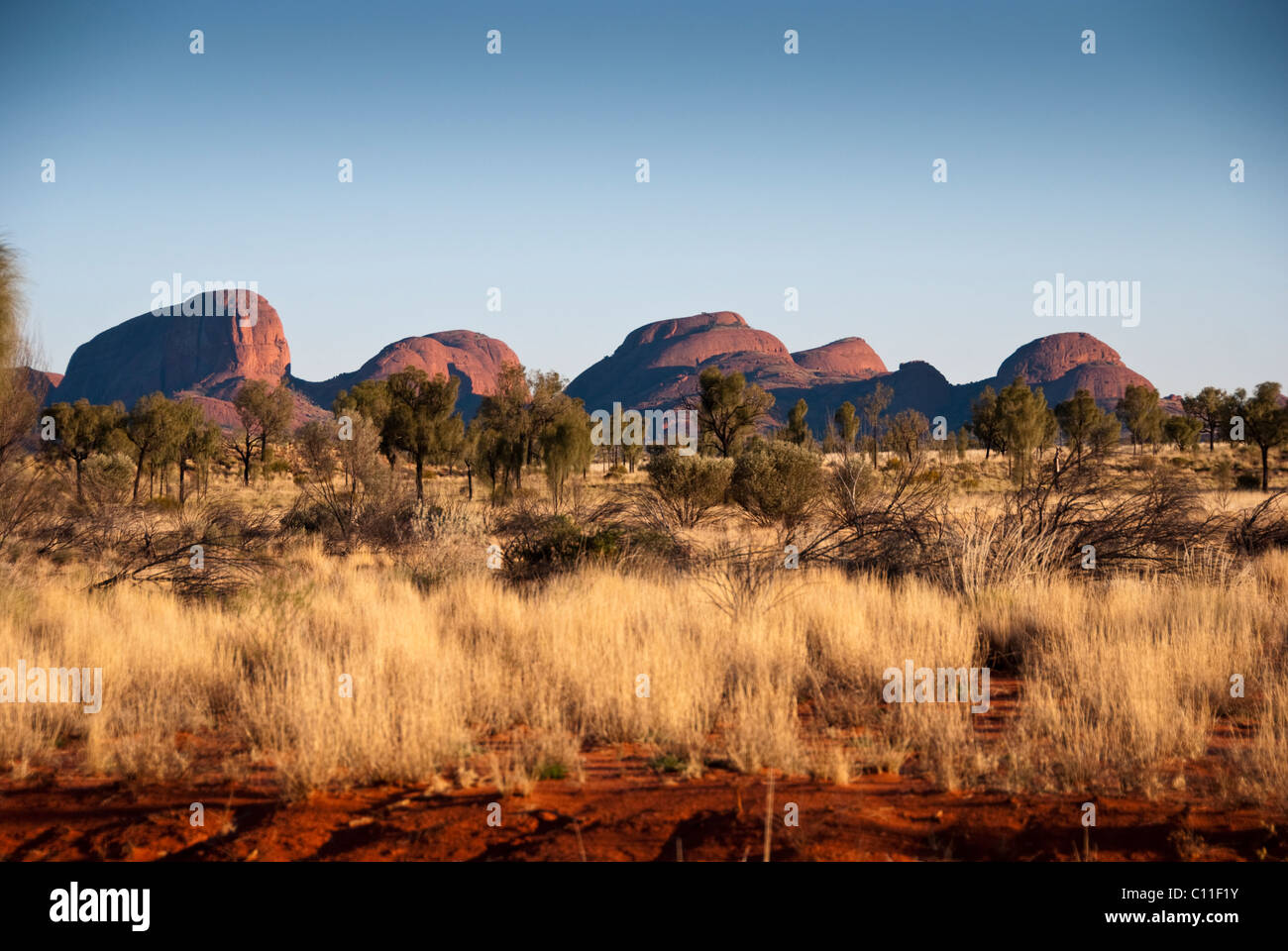 Australian desert wildlife hi-res stock photography and images - Alamy