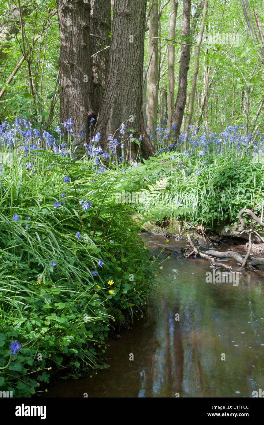 Bluebells Hyacinthoides non-scripta, in old Hazel coppice next to a ...