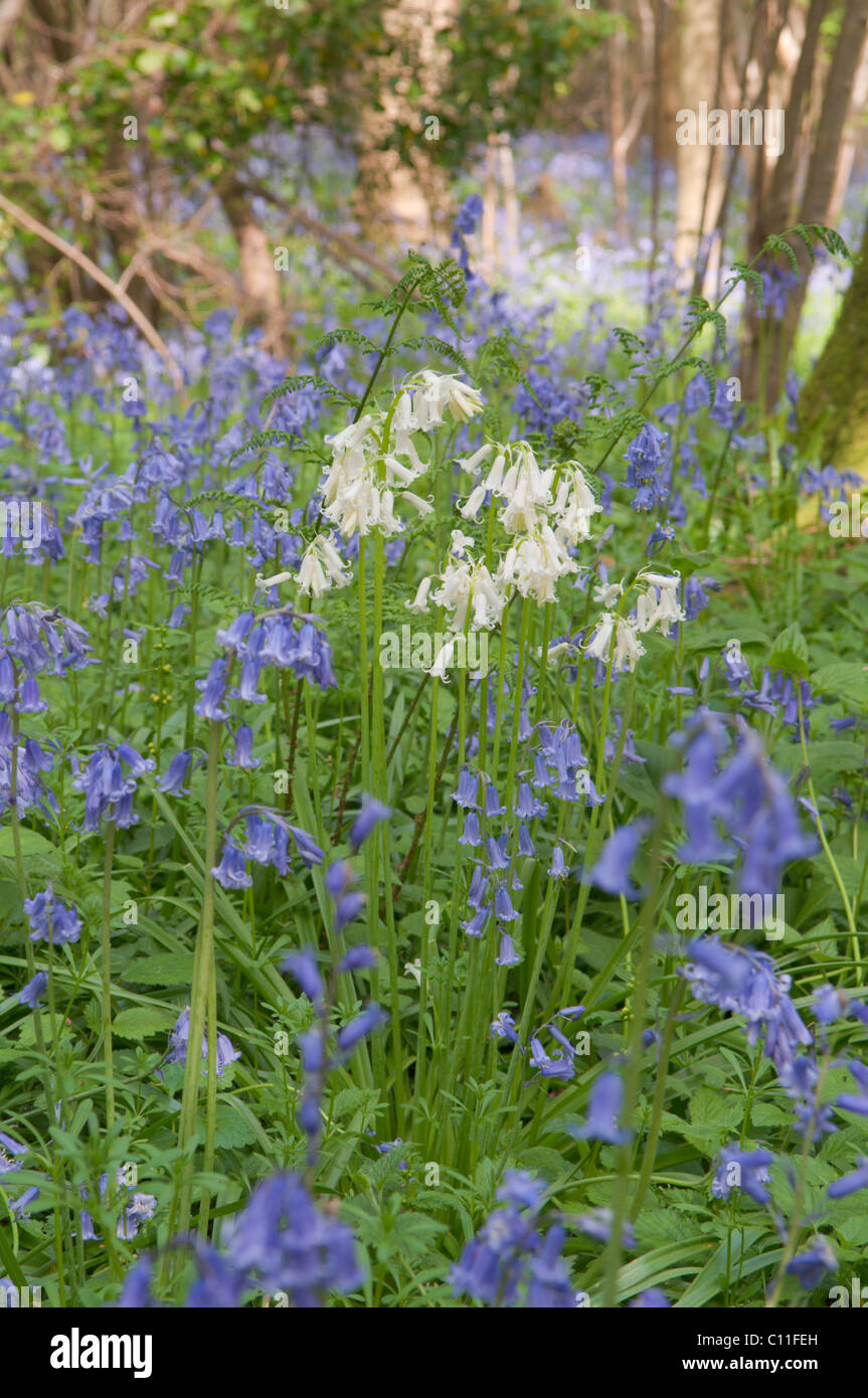 Bluebell, Hyacinthoides non-scripta, in old Hazel coppice. Petworth ...