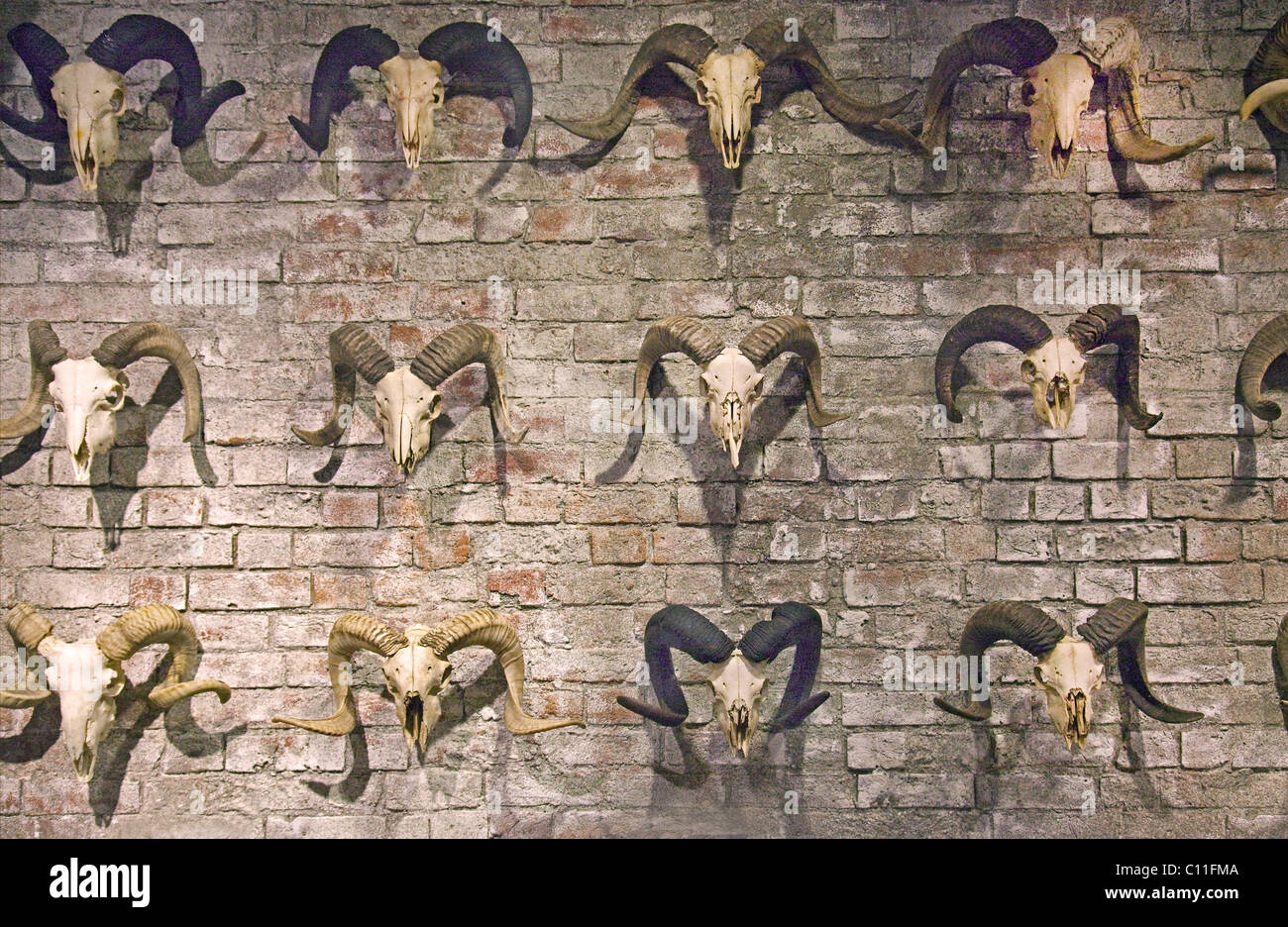wall of ram heads for sale Stock Photo - Alamy