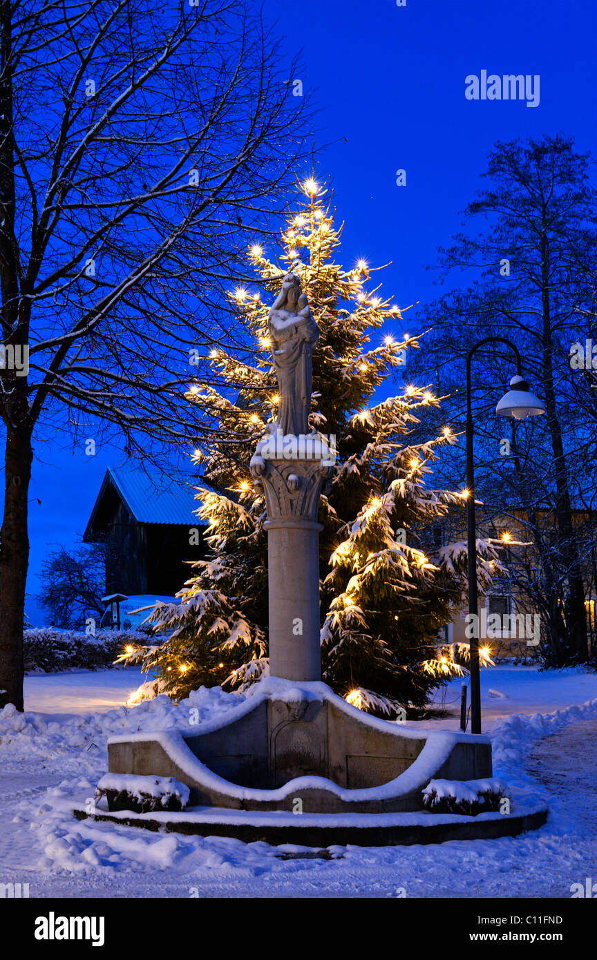 Marian tree hi-res stock photography and images - Alamy