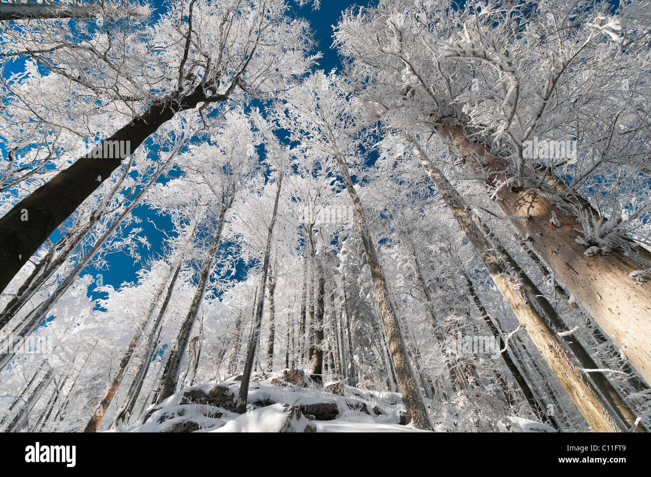 European beech forest (Fagus sylvatica) during winter time in RIsnjak ...