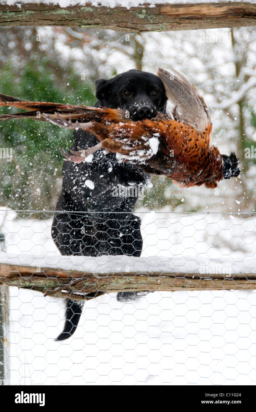 Labrador jumping a fence with a pheasant retrieve Stock Photo - Alamy