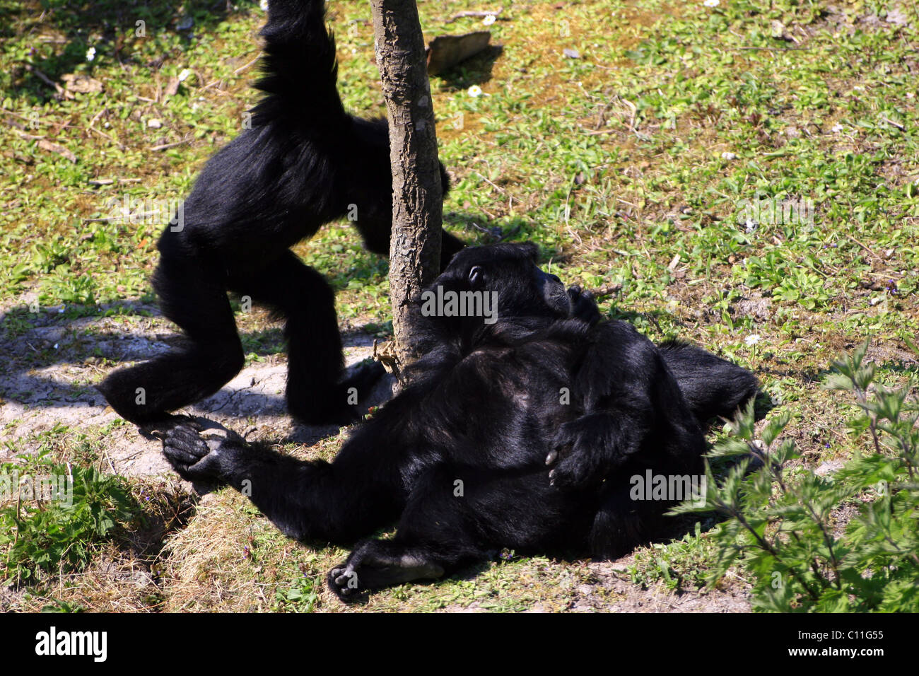 Wallonie, Brugelette, Belgique Stock Photo - Alamy
