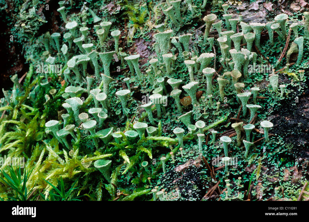 Pyxidata hi-res stock photography and images - Alamy