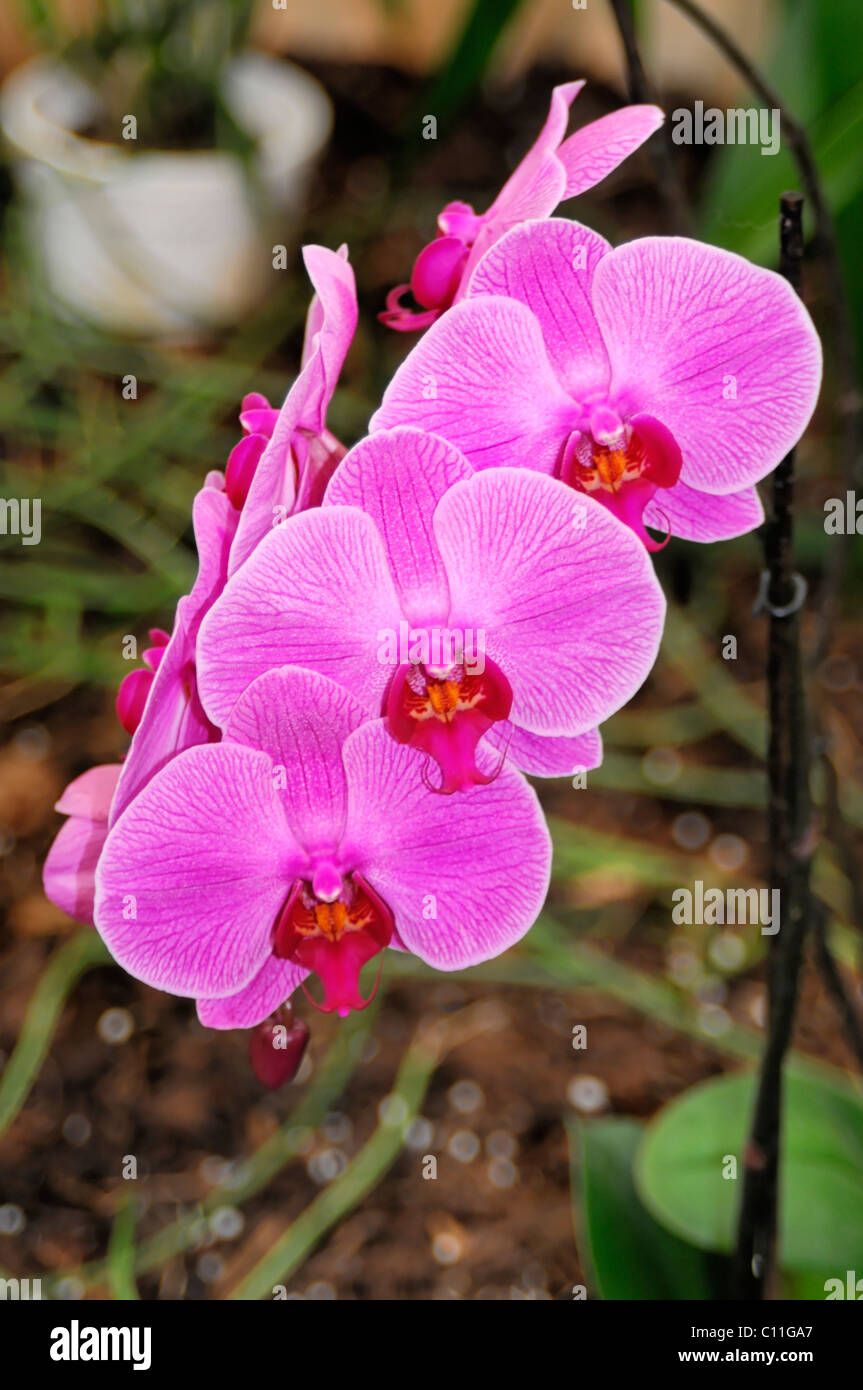 Orchids, orchid exhibition, Hirschstetten flower gardens, Vienna ...