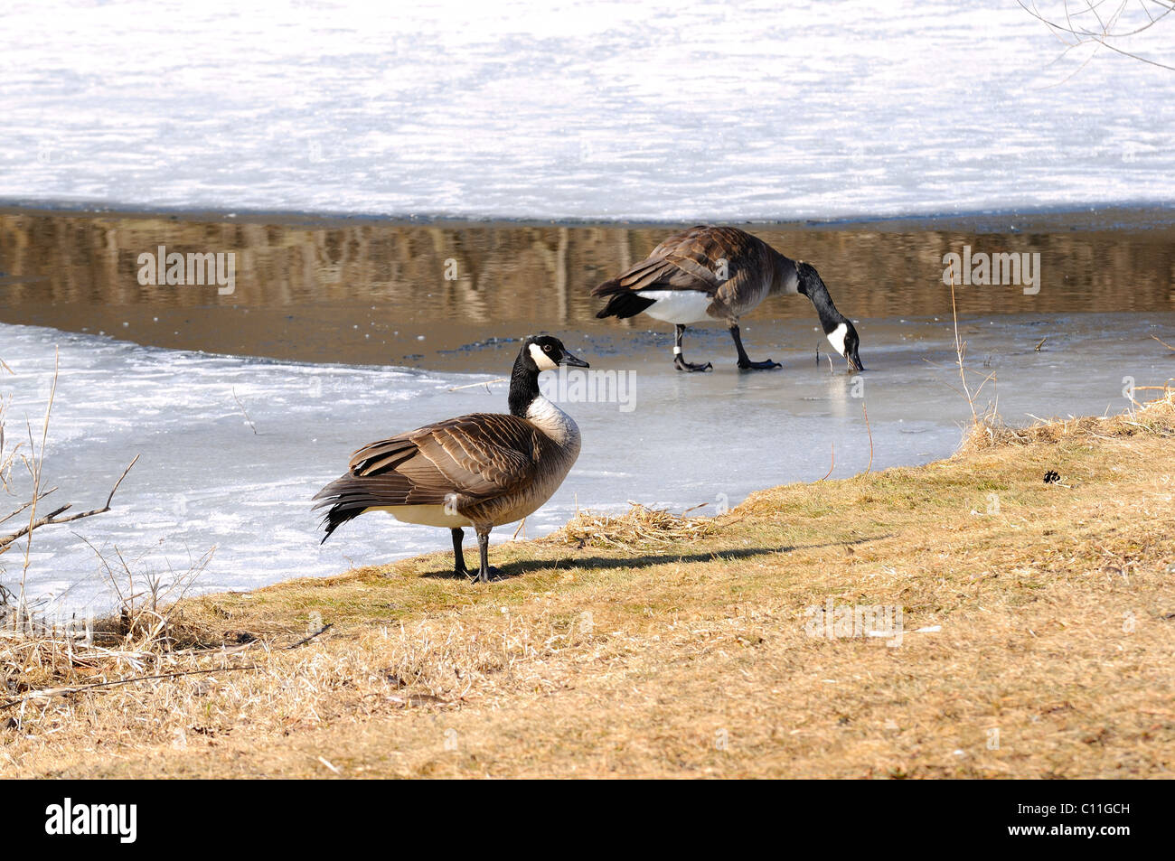 Canadian goose / geese on frozen lake bed Stock Photo - Alamy