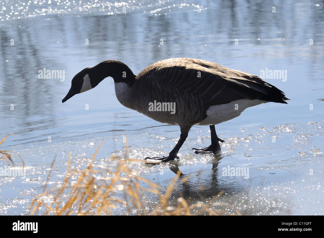 Canadian goose silhouetted on frozen lake bed Stock Photo - Alamy