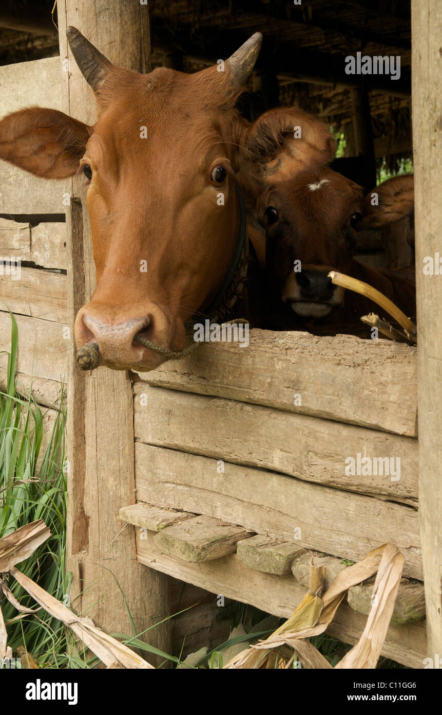Chinese cattle in shed Stock Photo - Alamy