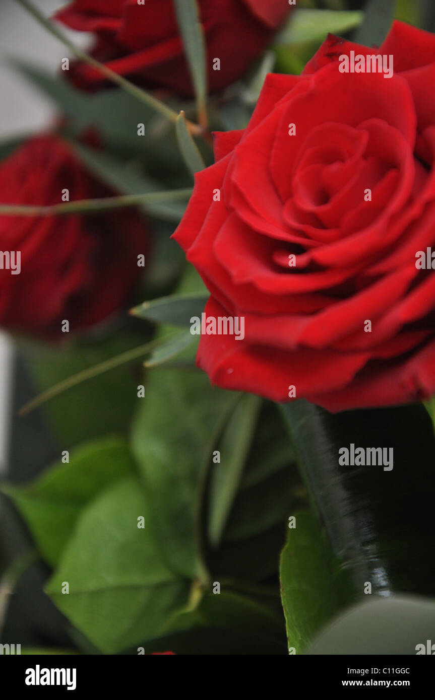 Beautiful Red Rose in a floral arrangement Stock Photo - Alamy