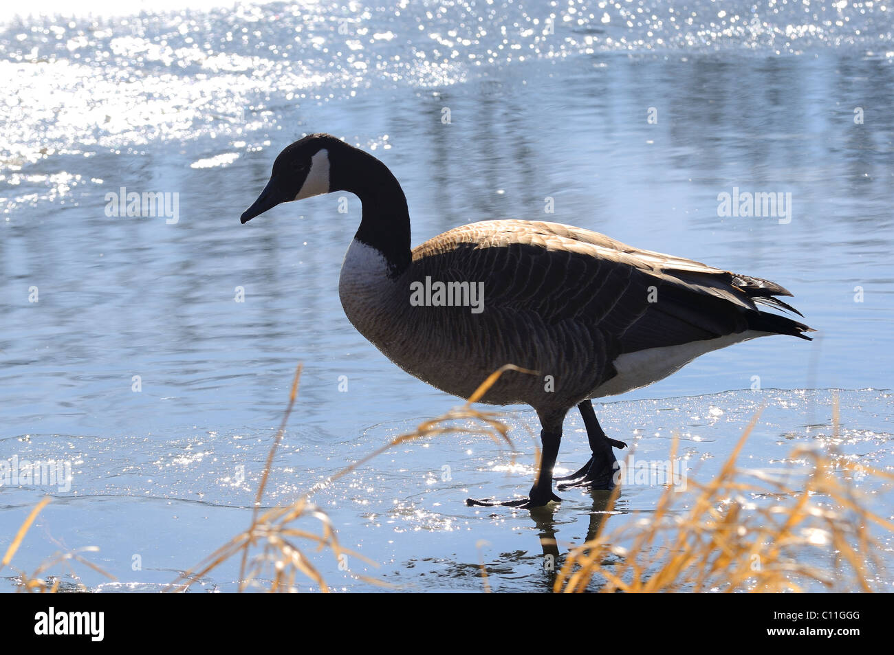 Female Canadian goose silhouetted on frozen lake bed Stock Photo - Alamy