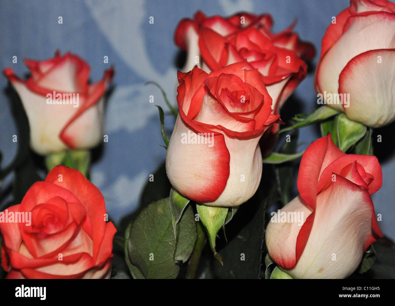 Beautiful Cream and Red roses Stock Photo - Alamy