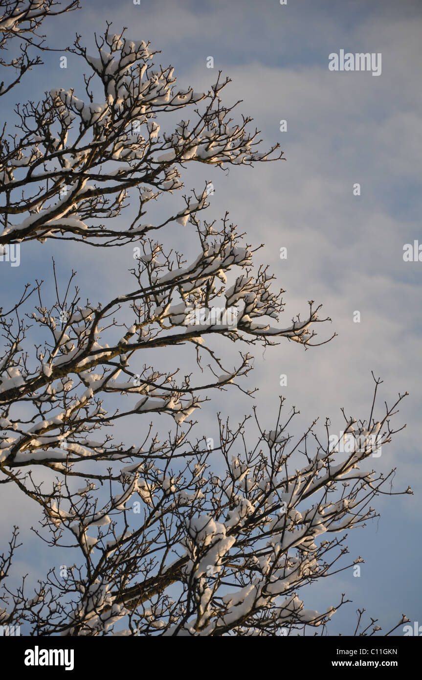 Beautiful Winter Tree Branches, covered in snow, glistening in the ...