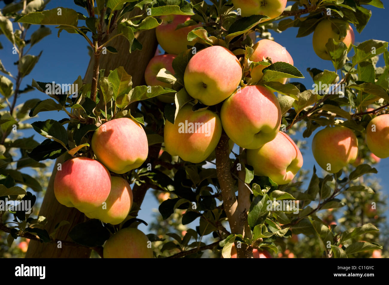 Old growth apple orchard hi-res stock photography and images - Alamy