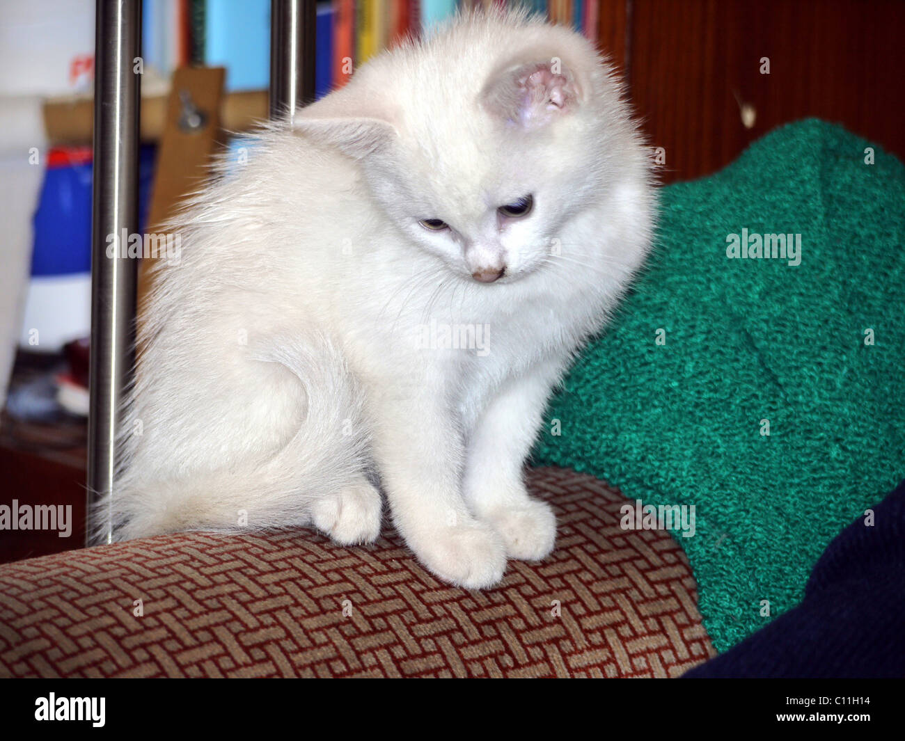 12 week old kitten hi-res stock photography and images - Alamy