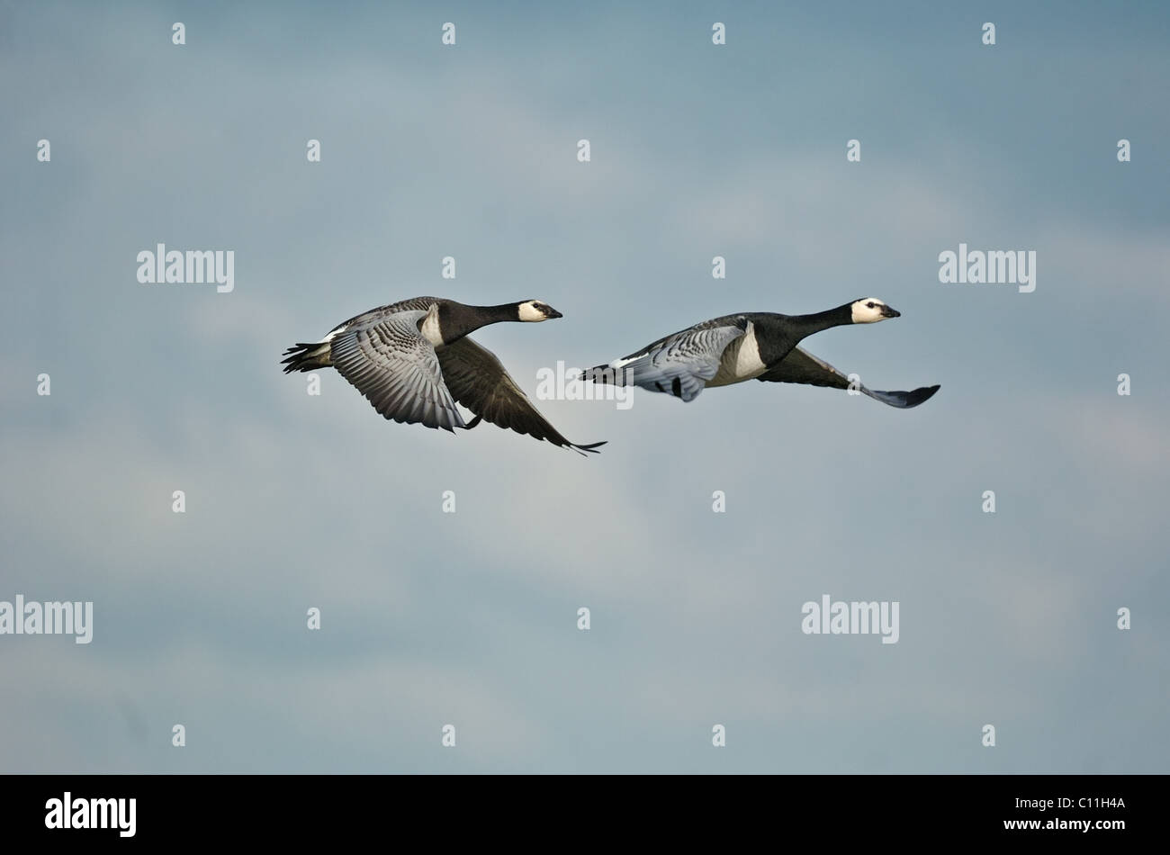 Two Barnacle Geese (Branta leucopsis) in flight overhead Stock Photo ...