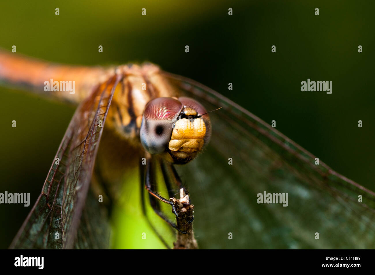 Portrait of a dragon(fly Stock Photo - Alamy