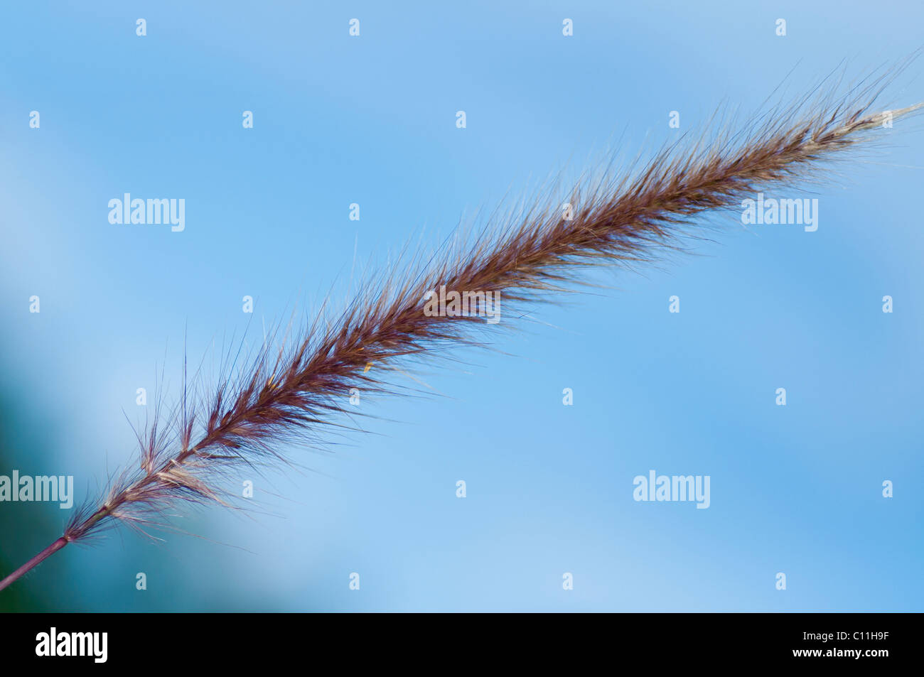 Single stalk taken with a clean and even background Stock Photo - Alamy