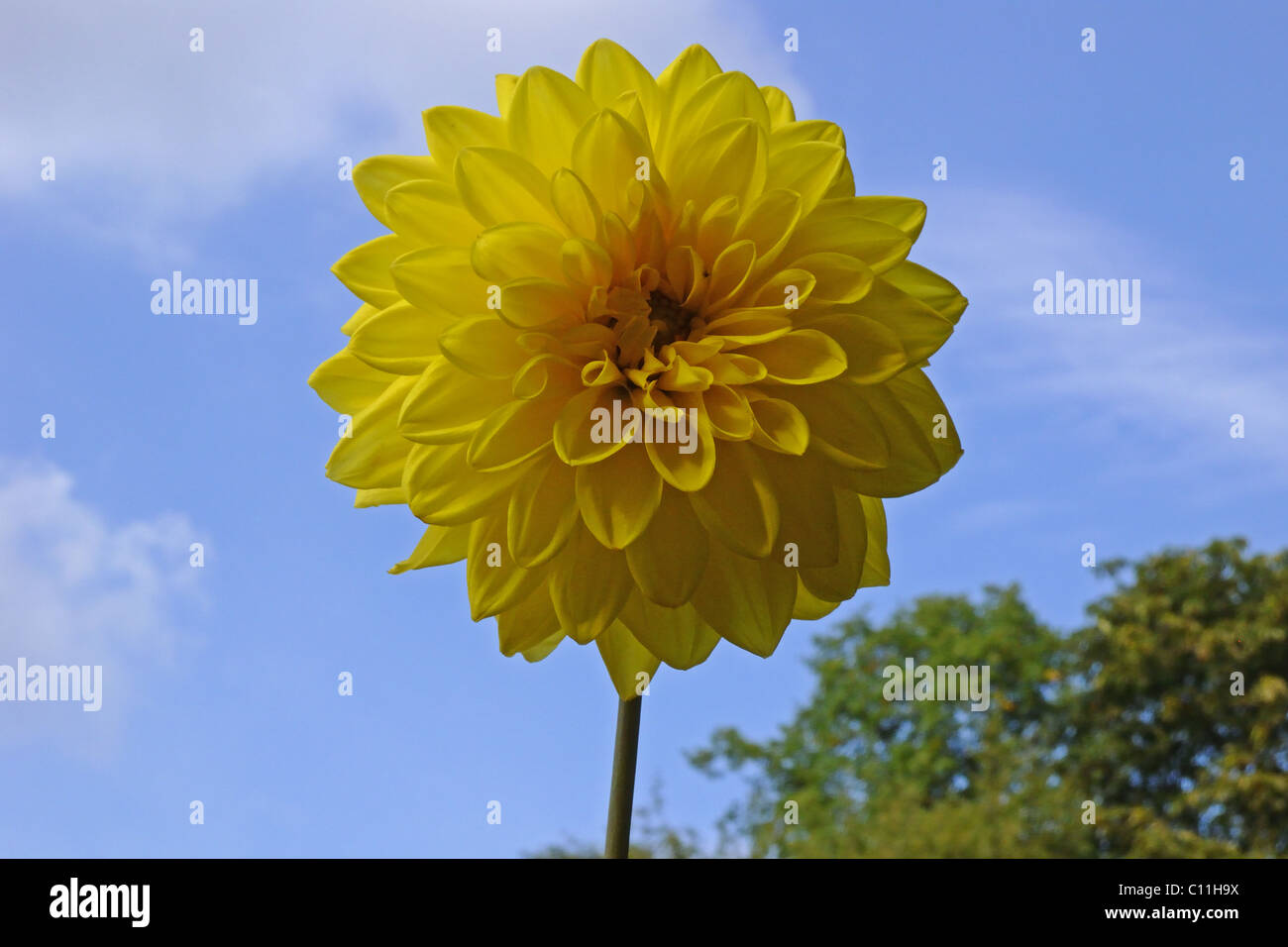 Yellow Chrysanthemum flower head Stock Photo - Alamy