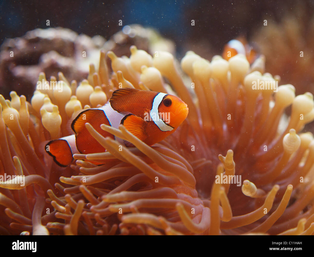 Fish net aquarium hi-res stock photography and images - Alamy