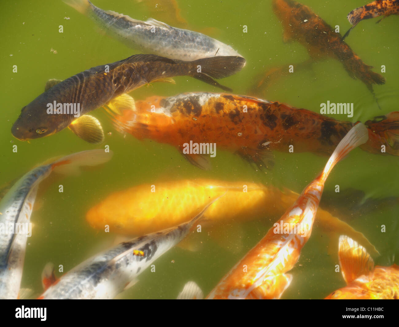 Japanese gold fish hi-res stock photography and images - Alamy