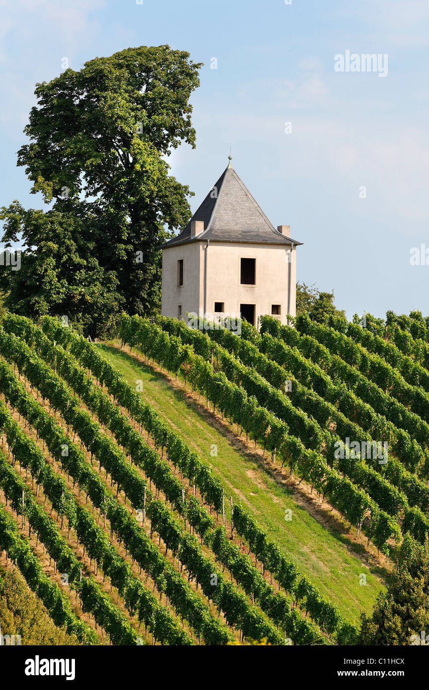 Vineyard, Perl, Saarland, Germany, Europe Stock Photo - Alamy