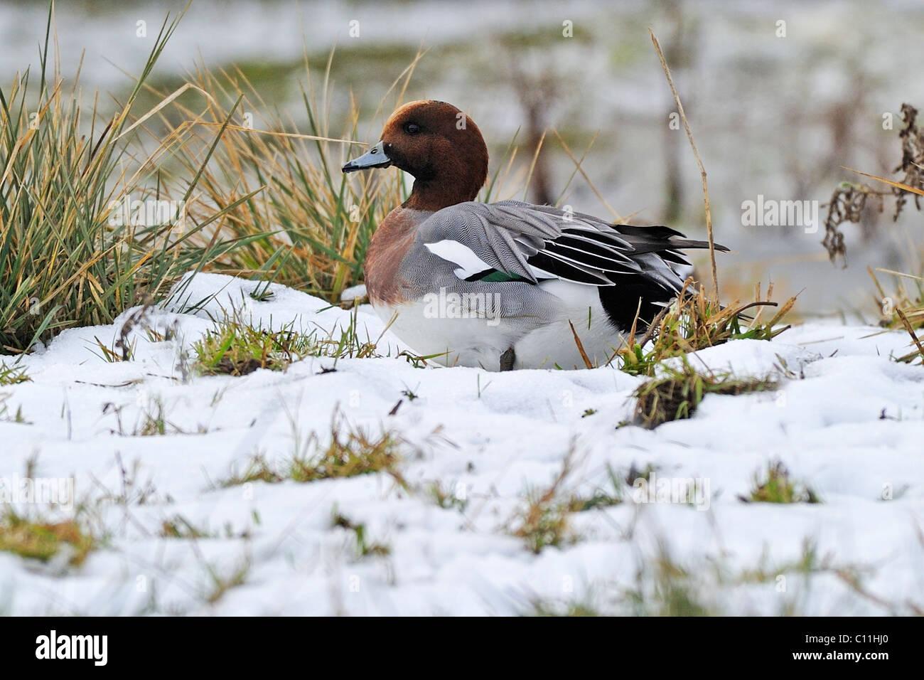 Male Wigeon (Anas penelope) standing in field in snow Stock Photo - Alamy
