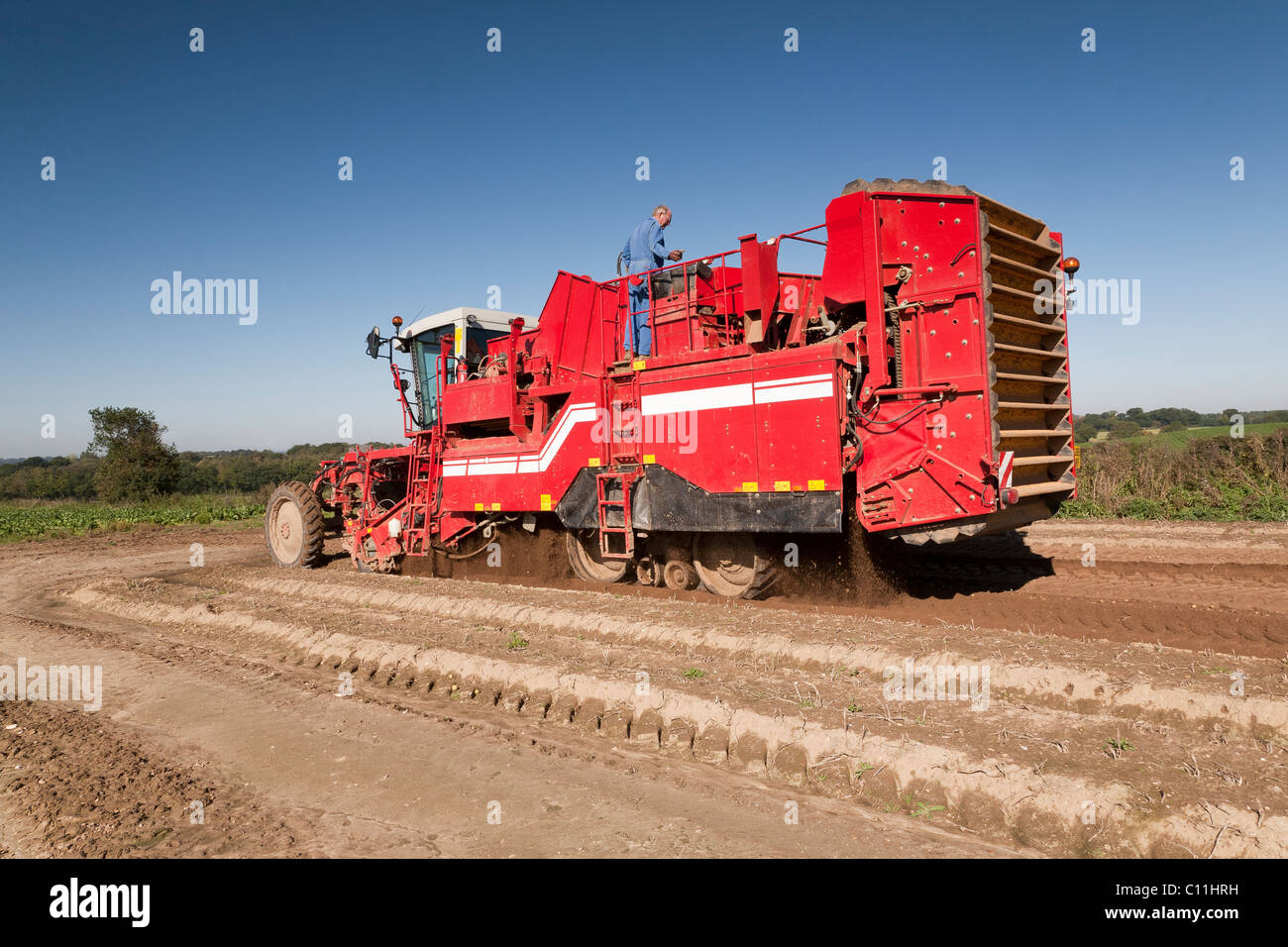 A farmer driving a potato harvester lifting potatoes with a man grading ...