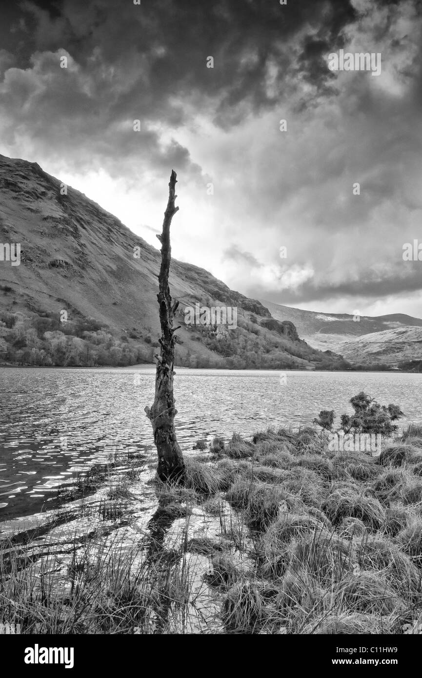 dead tree at nant gwynant north wales mono Stock Photo - Alamy