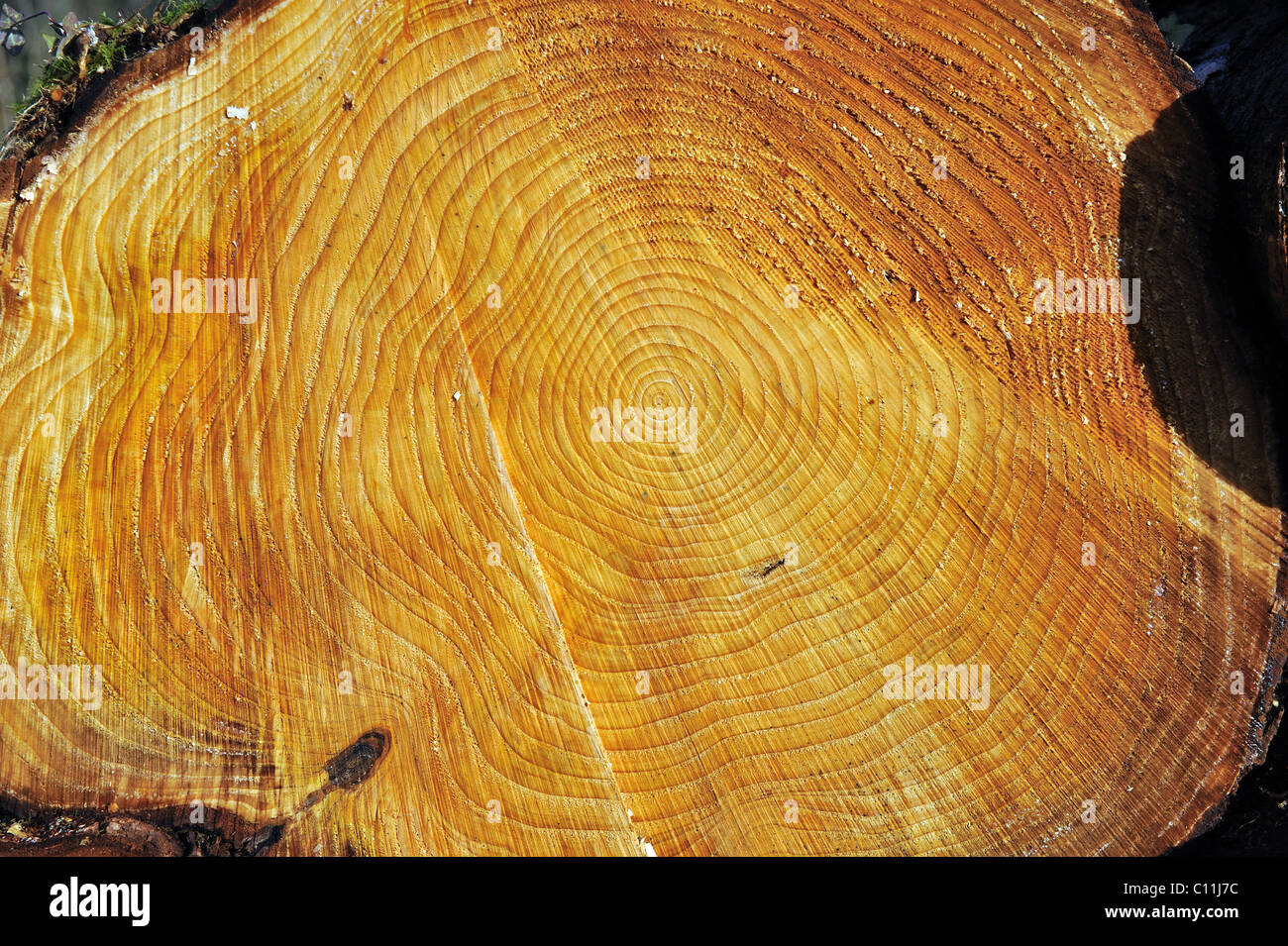Tree trunk cross section rings showing hi-res stock photography and ...