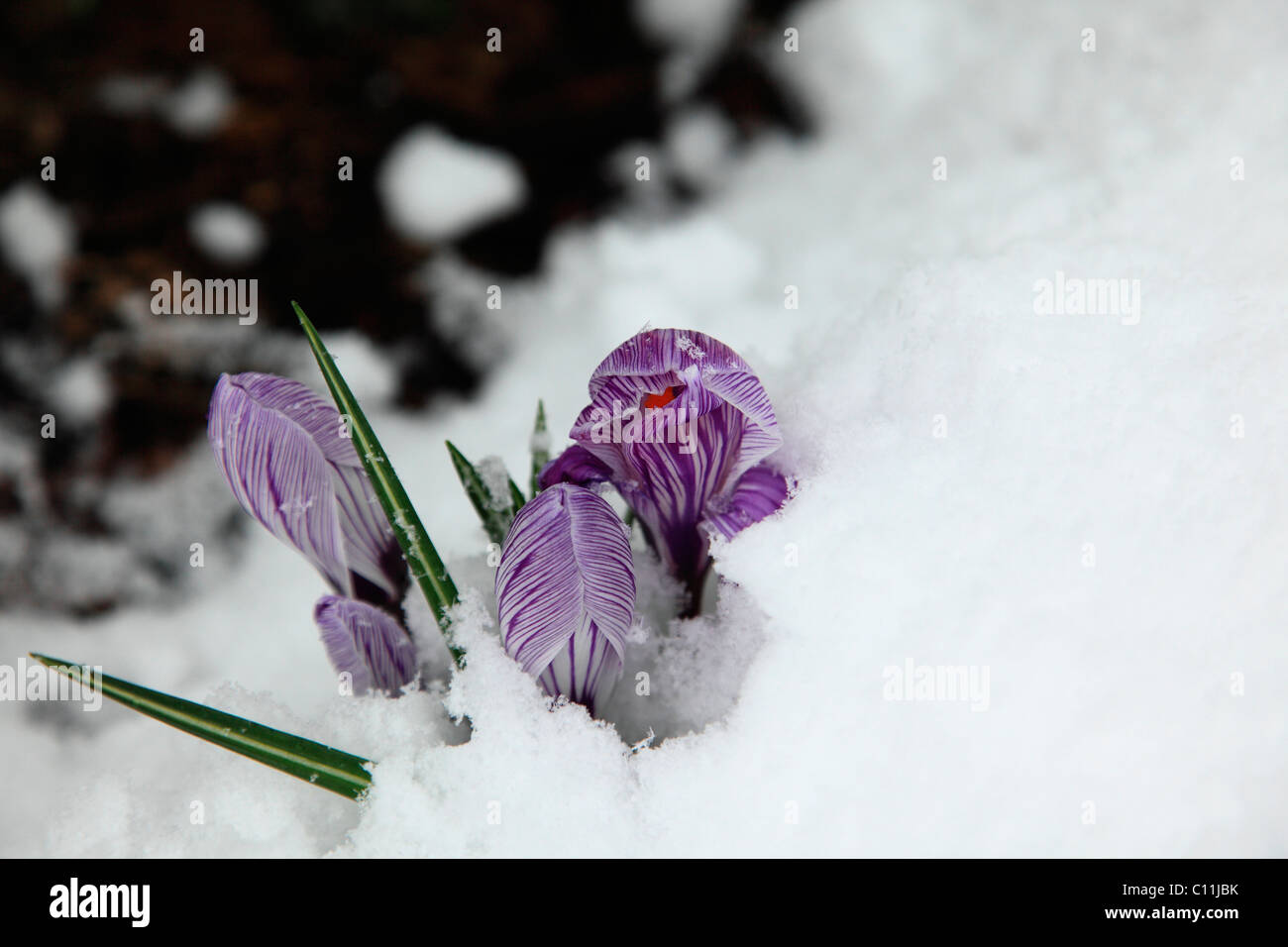 Flowers growing through snow hi-res stock photography and images - Alamy