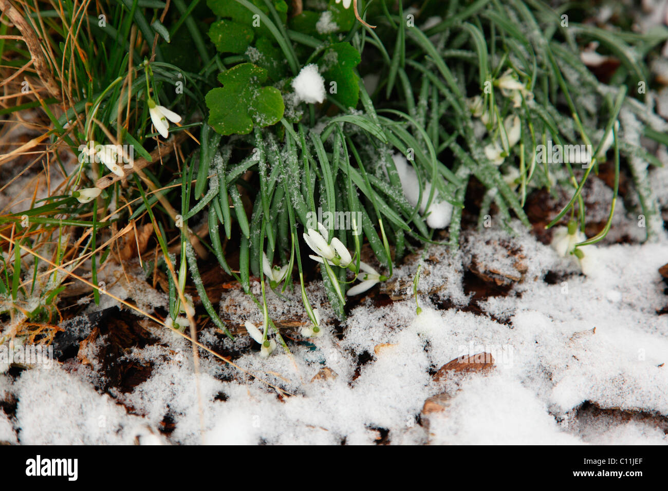 snow drops in the snow Stock Photo - Alamy