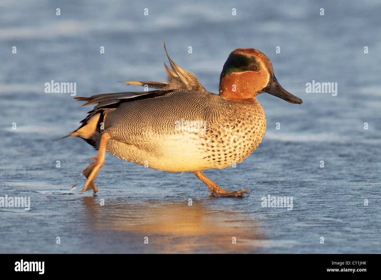 A Common Teal walking across a frozen lake Stock Photo - Alamy