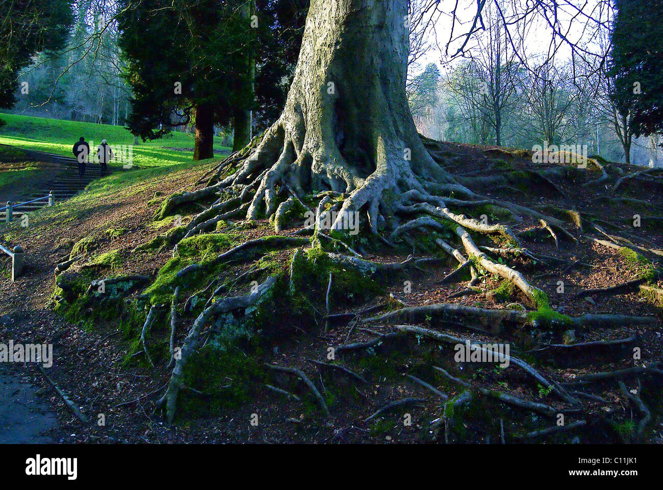 Irish tree roots hi-res stock photography and images - Alamy