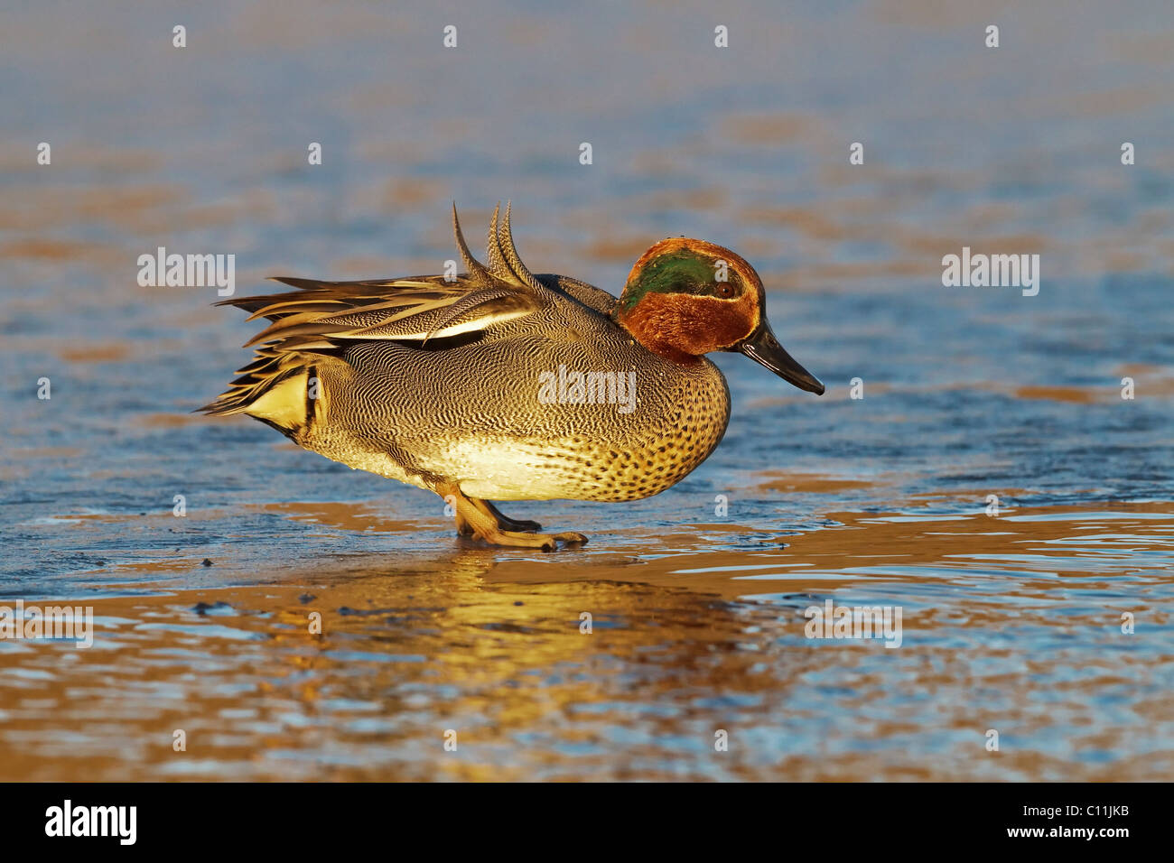 A Common Teal walking across a frozen lake Stock Photo - Alamy