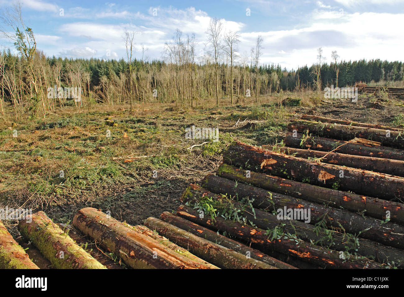 Timber Forest High Resolution Stock Photography and Images - Alamy