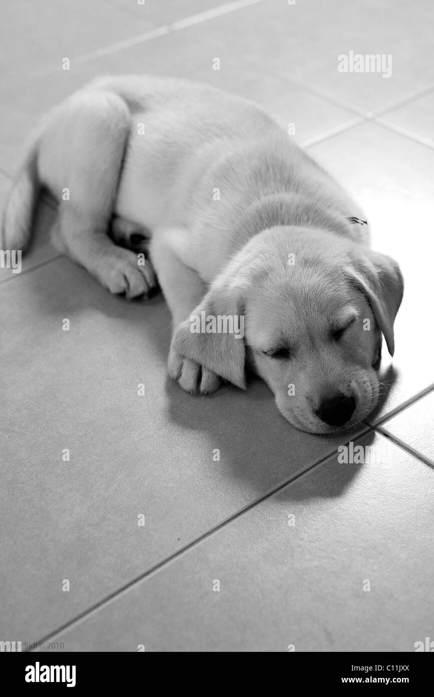 Trained people Black and White Stock Photos & Images - Alamy