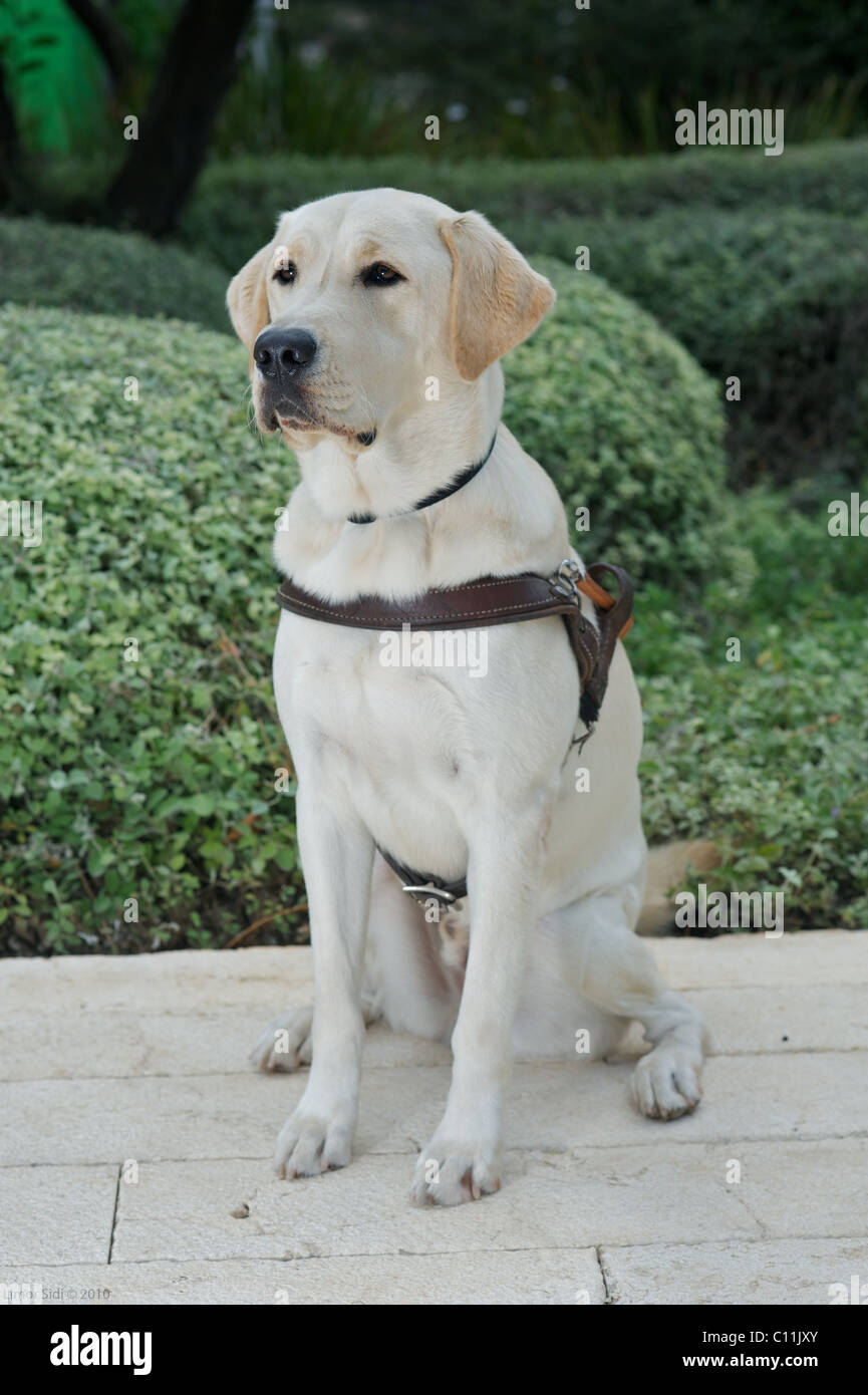 Labrador dogs trained to help blind people Stock Photo - Alamy