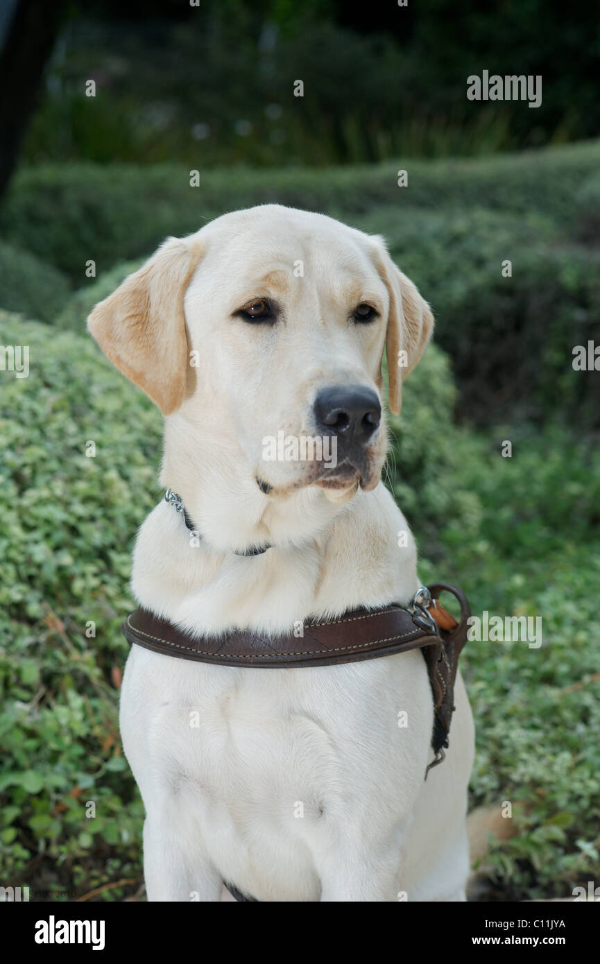 Labrador dogs trained to help blind people Stock Photo - Alamy