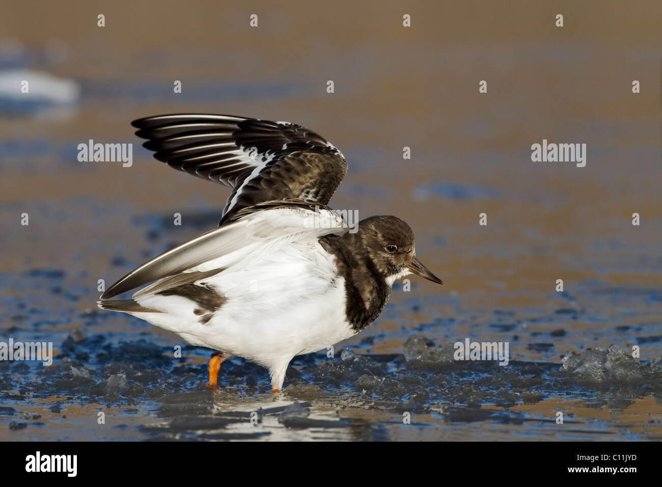 A winter - non breeding plumage Turnstone/ Ruddy Turnstone walking on ...