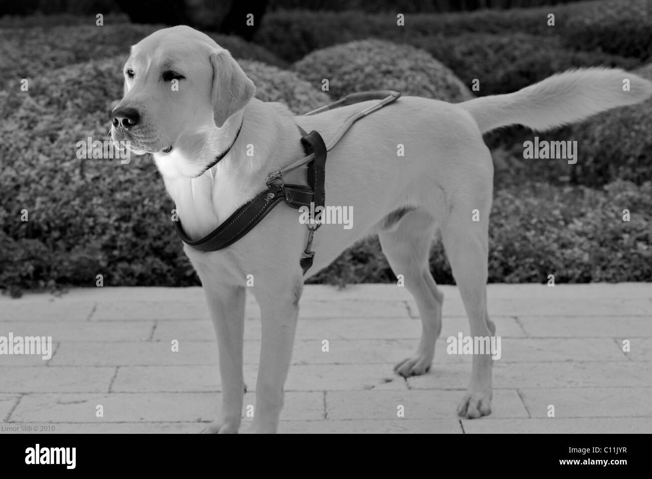 Labrador puppy Black and White Stock Photos & Images - Alamy