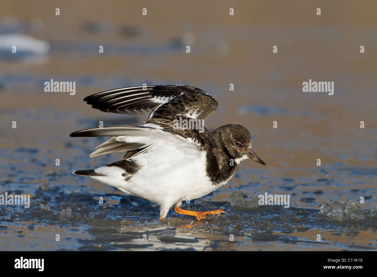 A winter - non breeding plumage Turnstone/ Ruddy Turnstone walking on ...