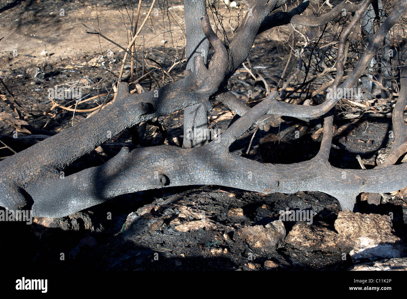 A sooty pine tree Stock Photo - Alamy
