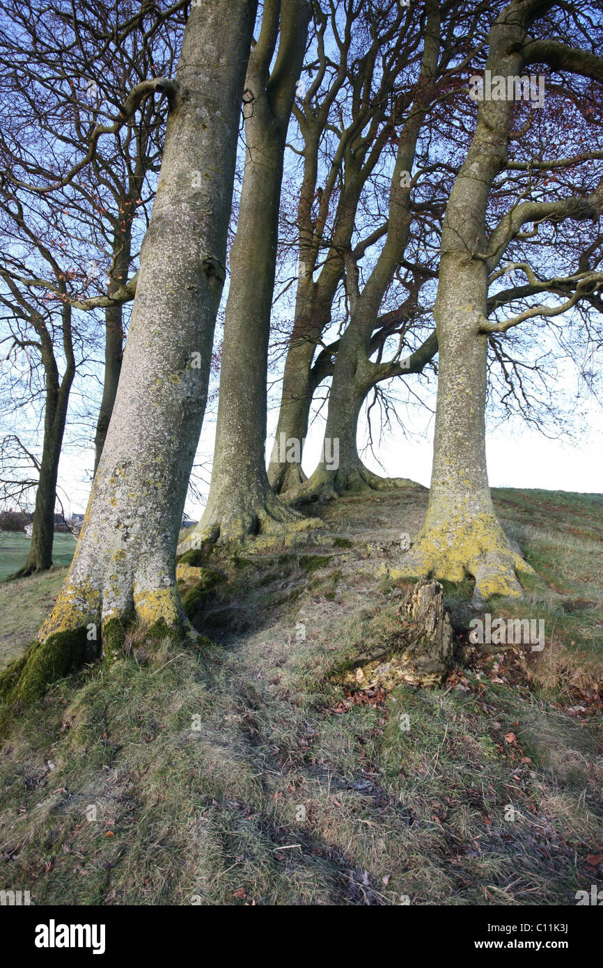 Avebury trees hi-res stock photography and images - Alamy