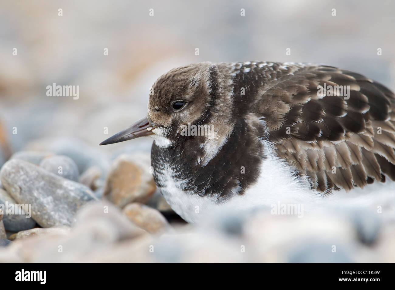 A resting winter - non breeding plumage Turnstone/ Ruddy Turnstone ...