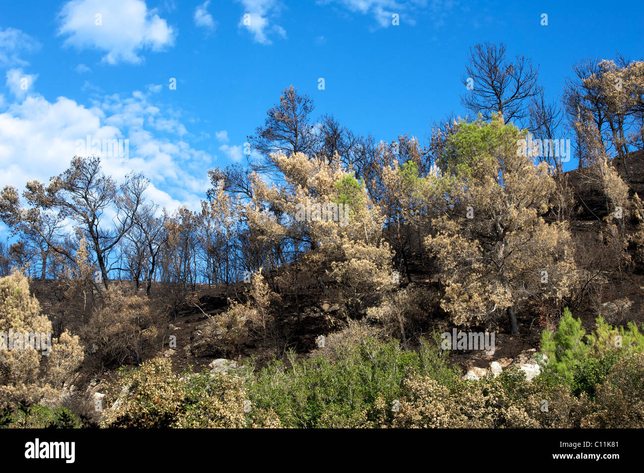 Blue skies and Black sooty trees after the Carmel's big fire Stock ...