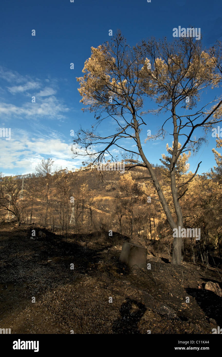 Blue skies and Black sooty trees after the Carmel's big fire Stock ...