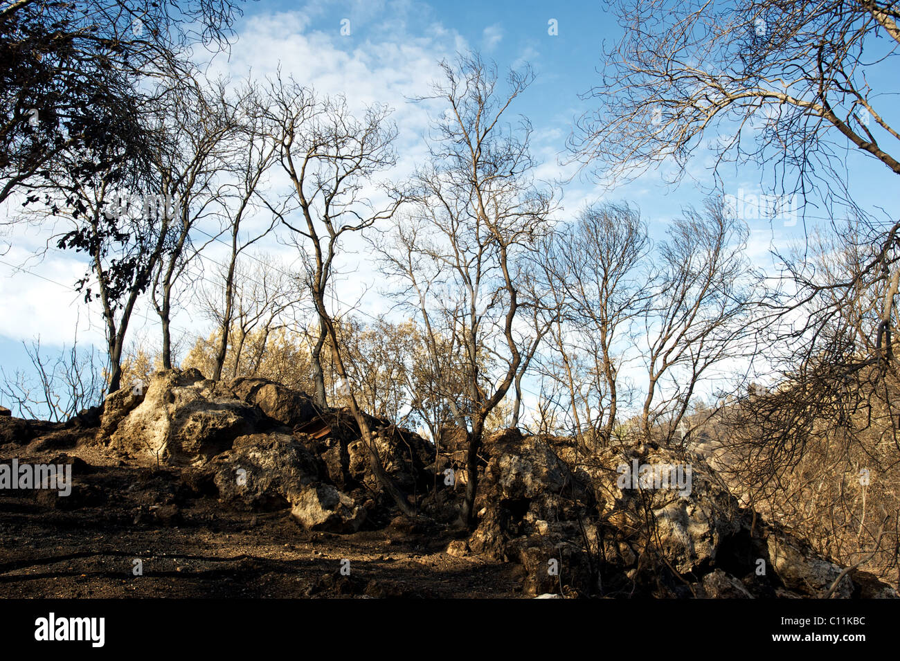 Black sooty trees after the Carmel's big fire Stock Photo - Alamy