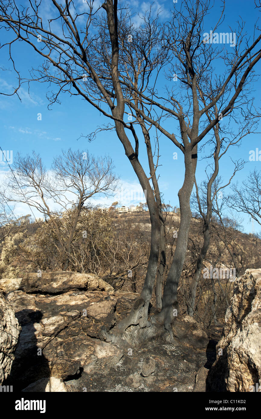 Burned pine trees after The Carmel's big fire on January Stock Photo ...