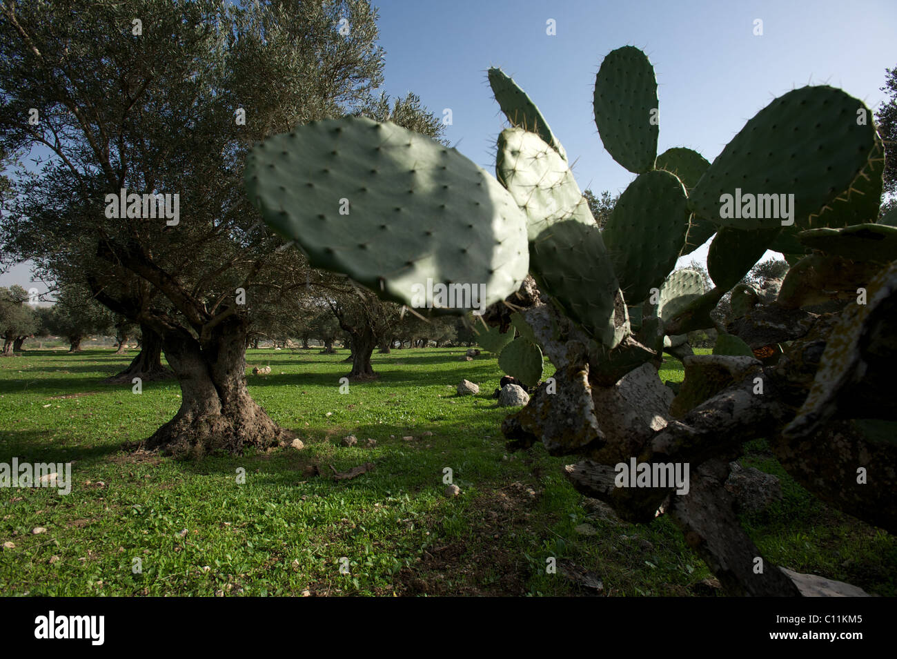 Olive tree forest hi-res stock photography and images - Alamy